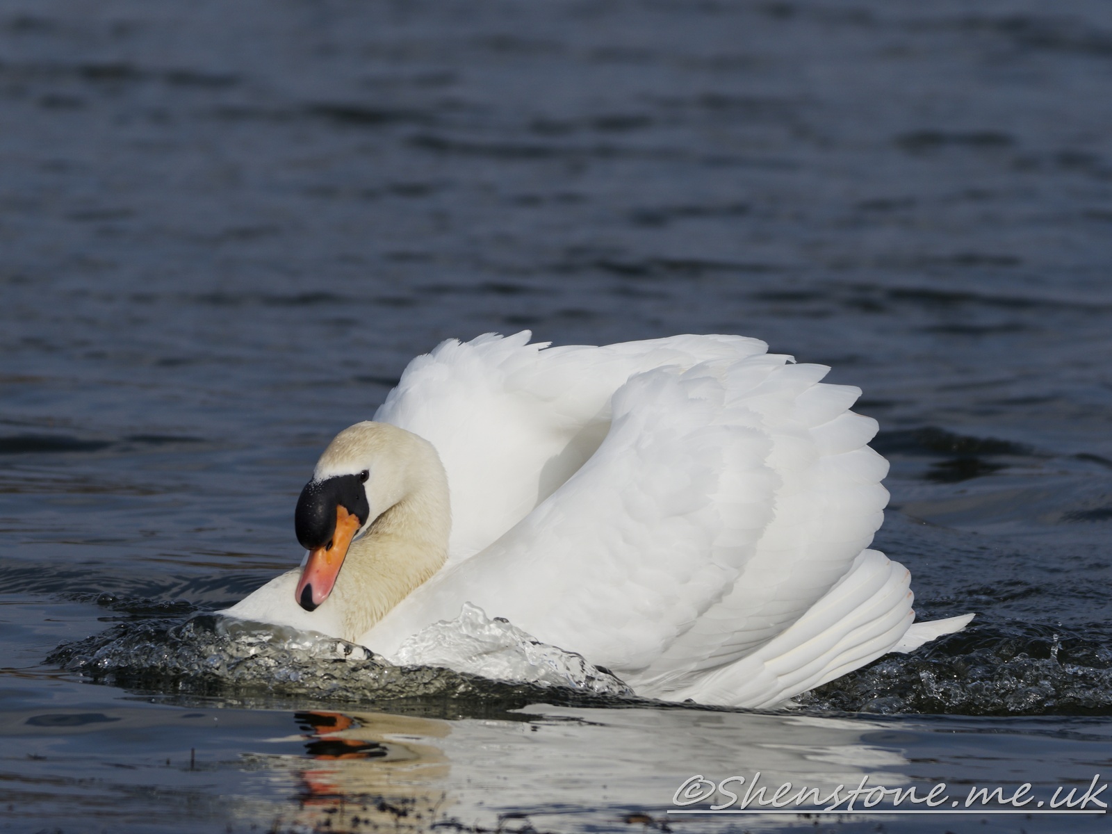Basic Birding at a local lake - Olympus UK E-System User Group