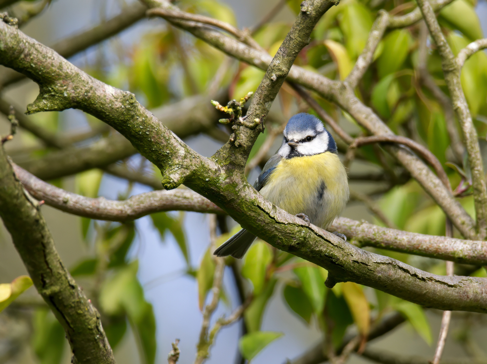 Woodland Blue Tits - Olympus UK E-System User Group