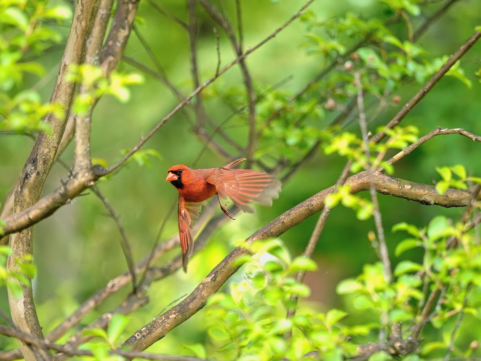 Male Cardinal using Pro Capture - Olympus UK E-System User Group