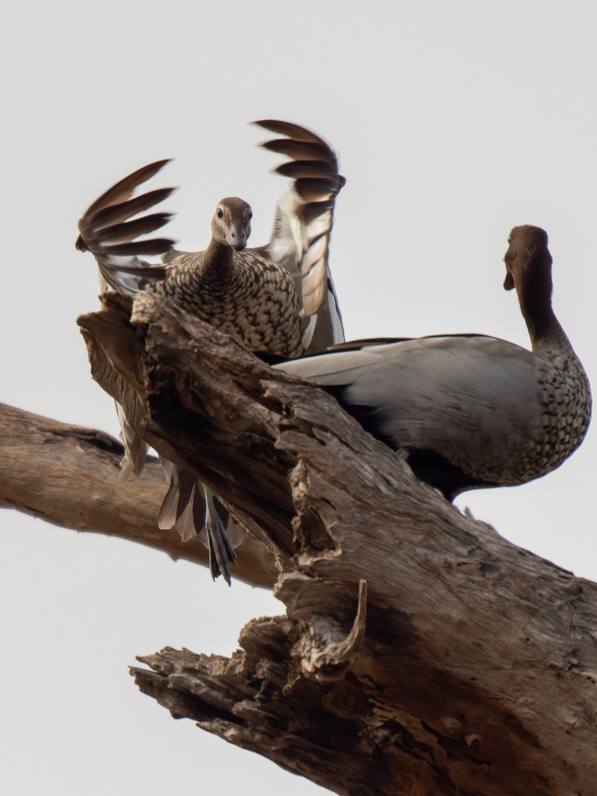 A bossy maned duck - Olympus UK E-System User Group