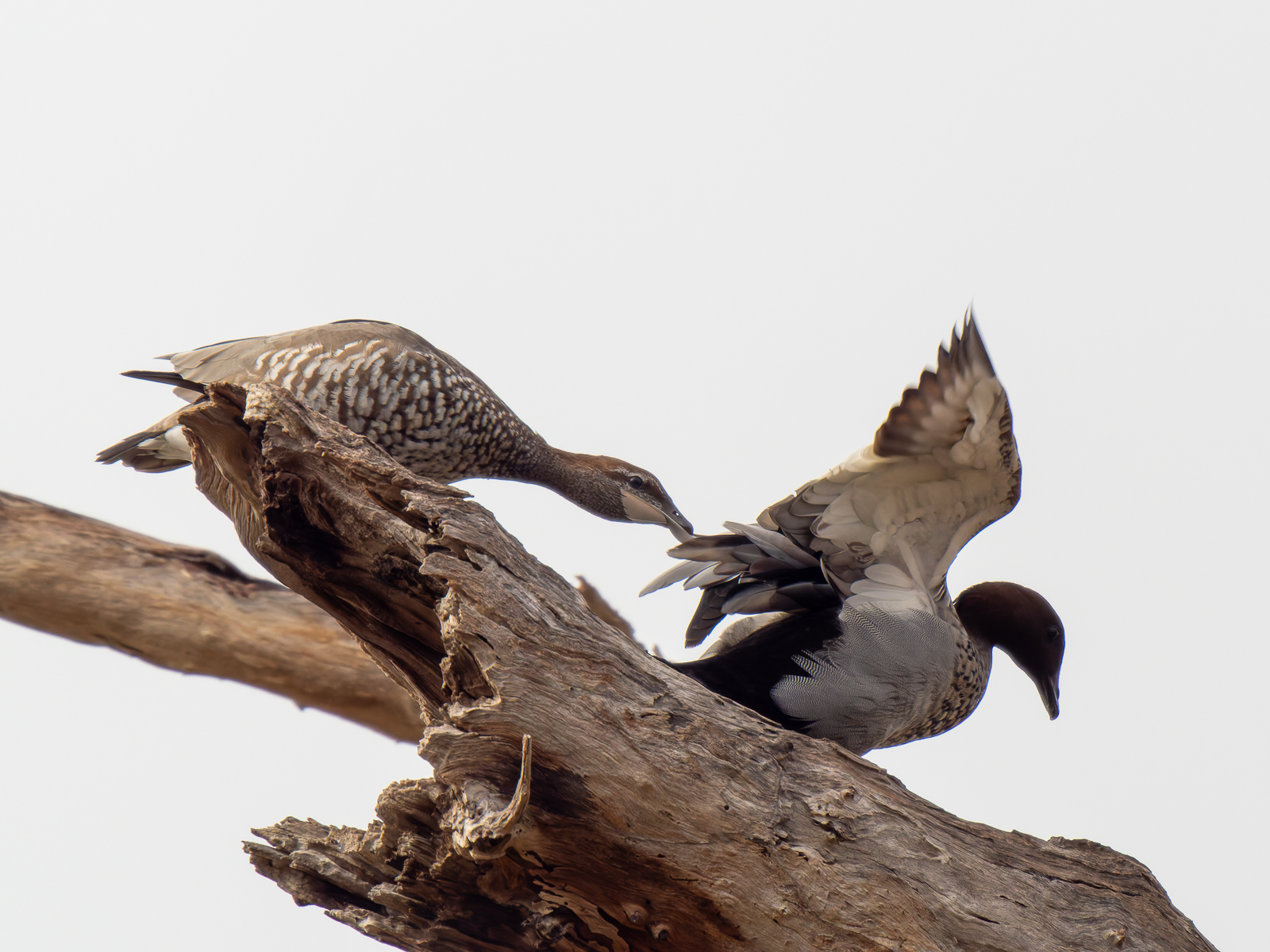 A bossy maned duck - Olympus UK E-System User Group