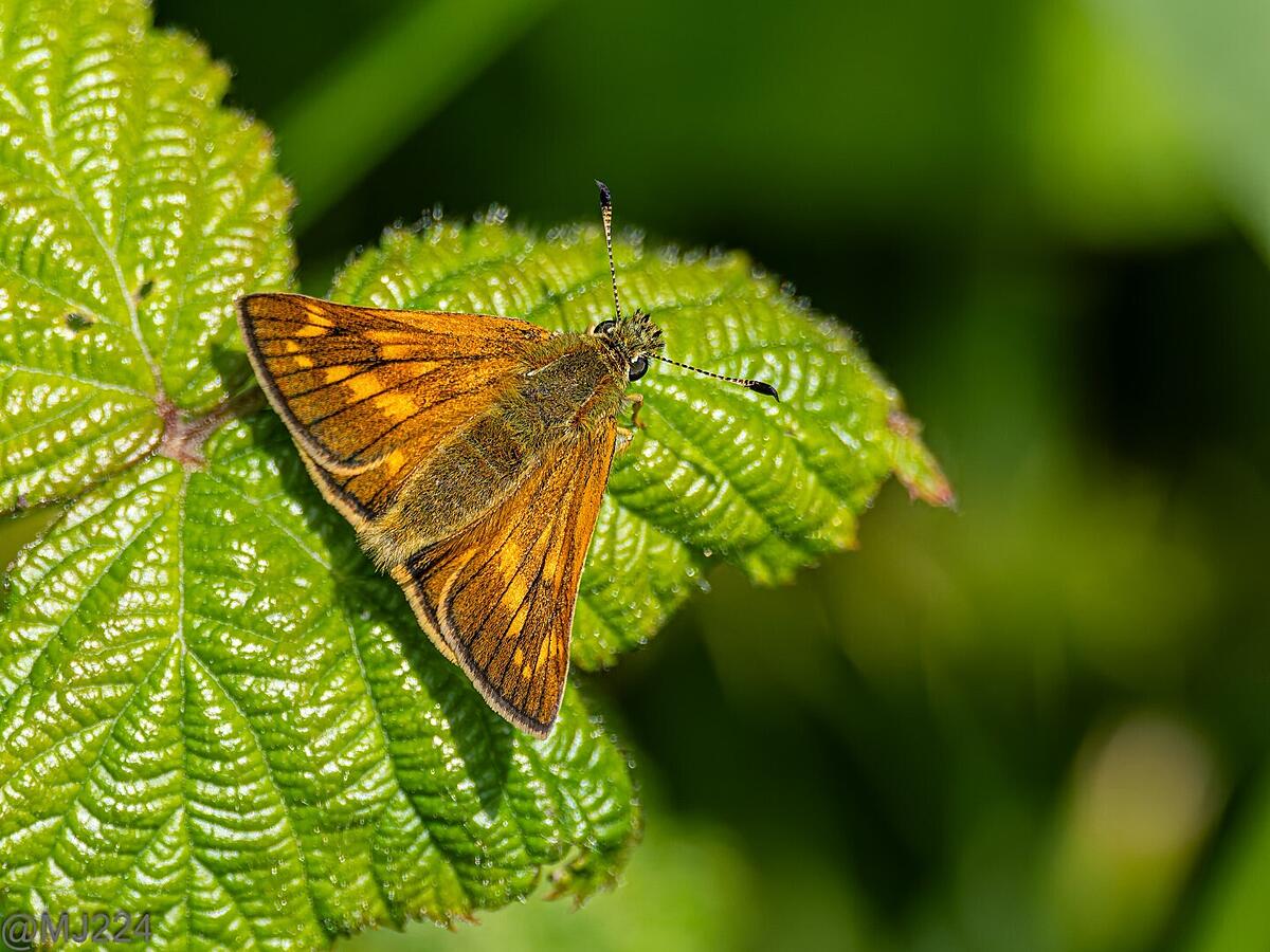 A couple of Butterflies... - Olympus UK E-System User Group