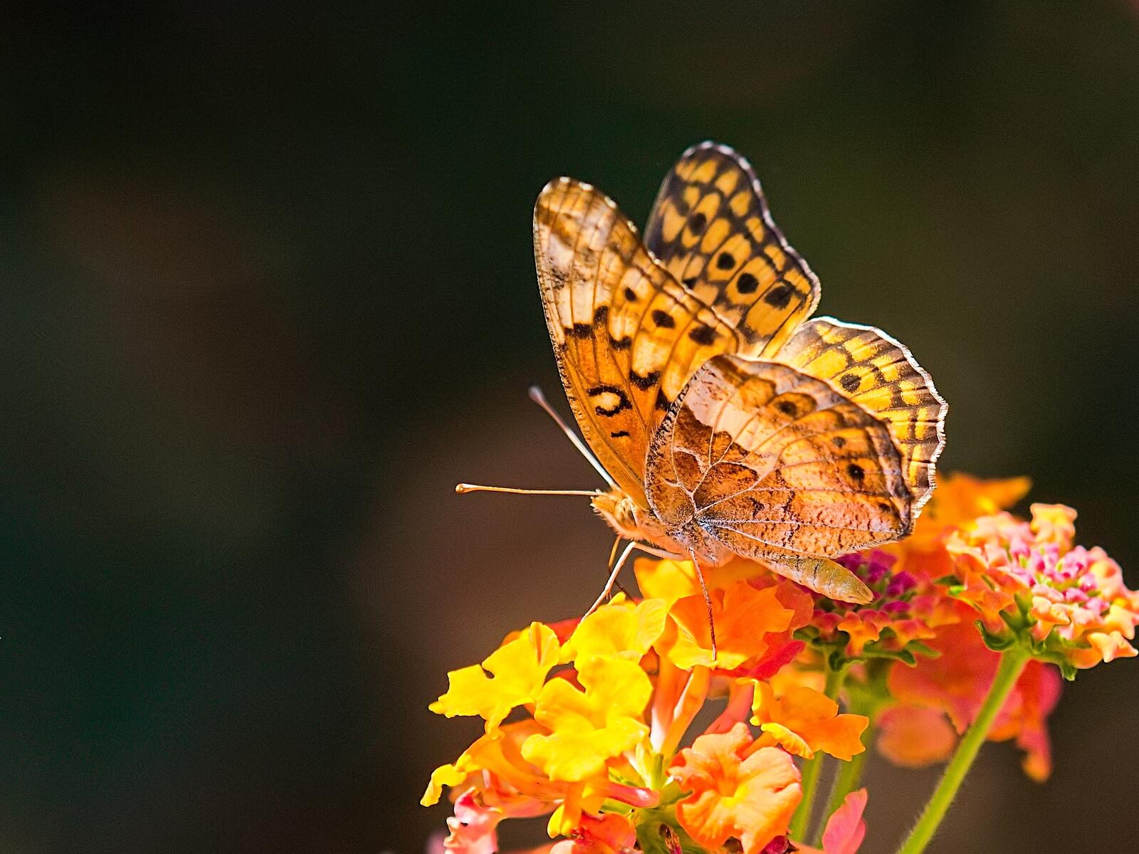 A few Butterflies and Bees - Olympus UK E-System User Group