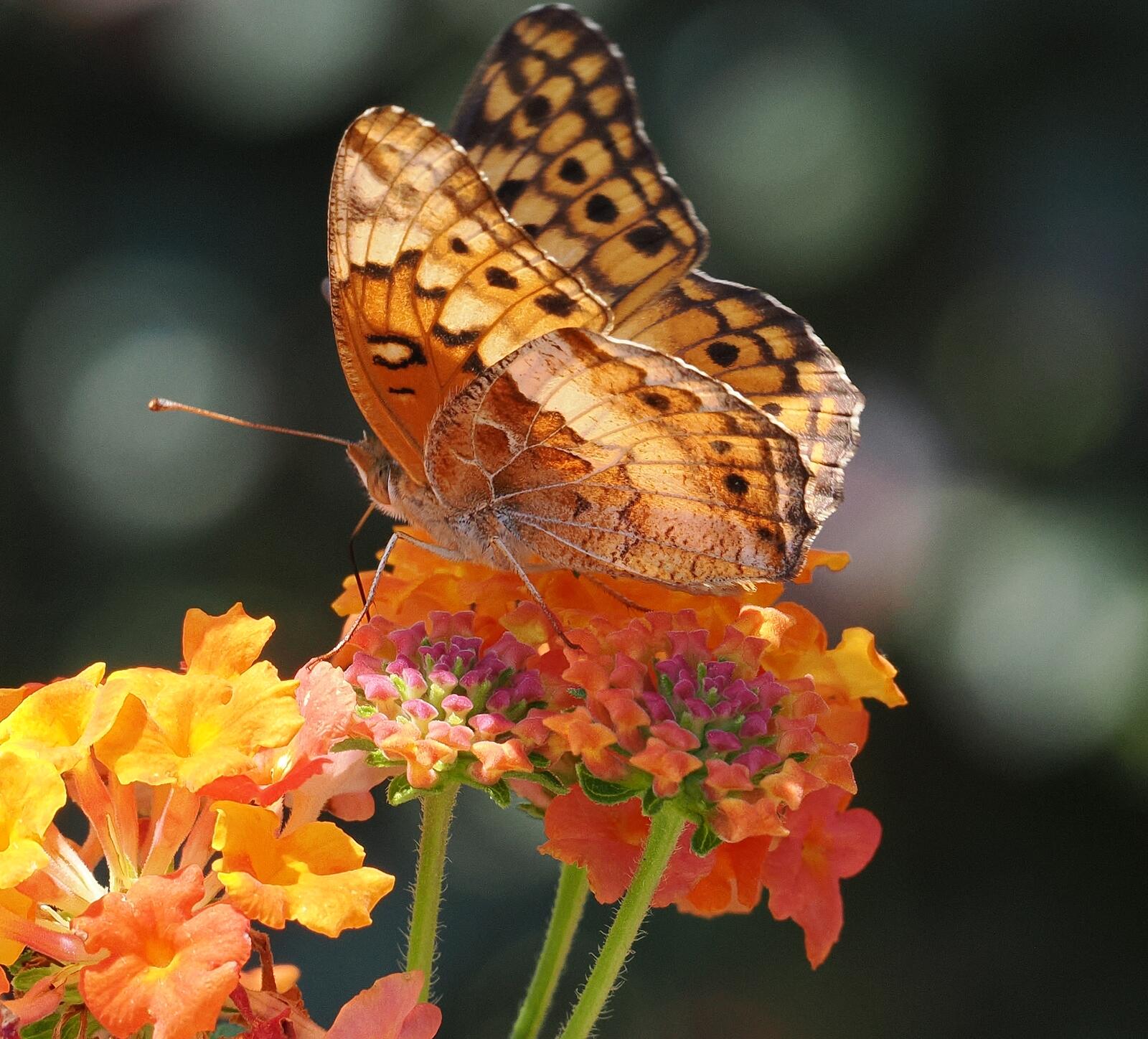 A few Butterflies and Bees - Olympus UK E-System User Group