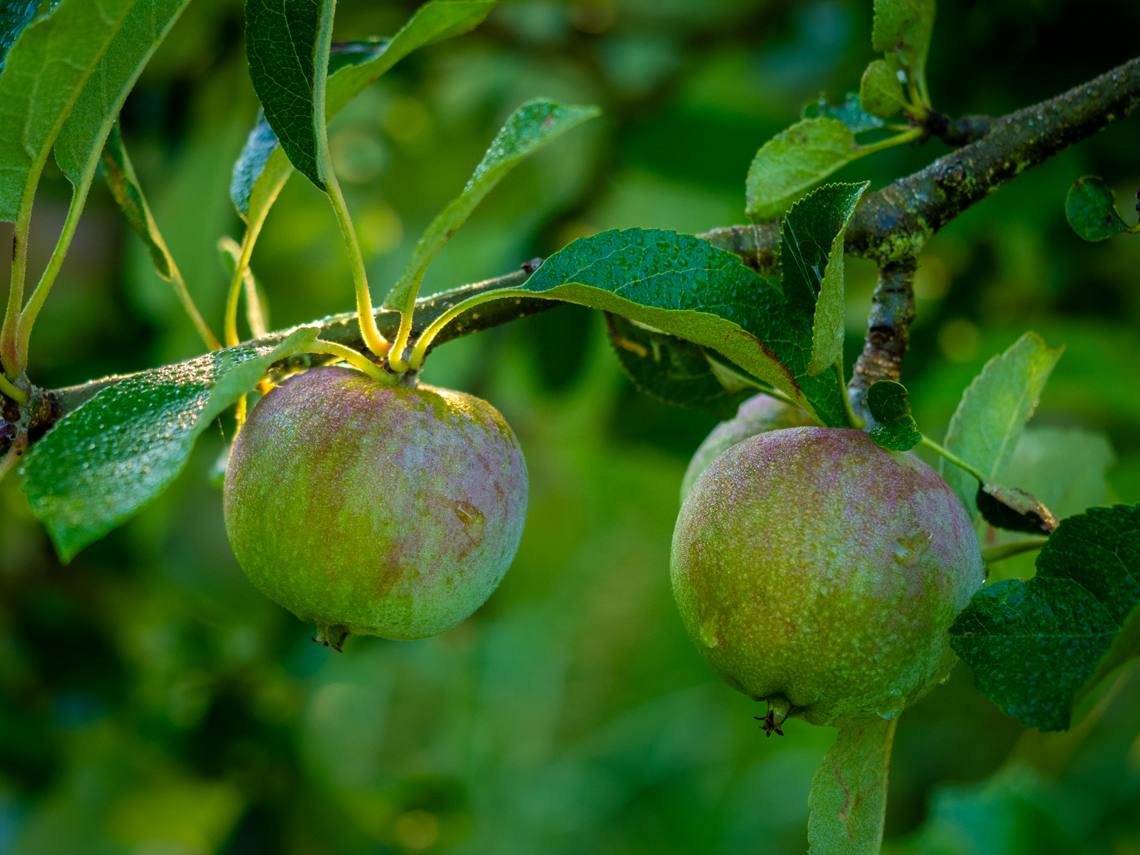 Out early. - Olympus UK E-System User Group