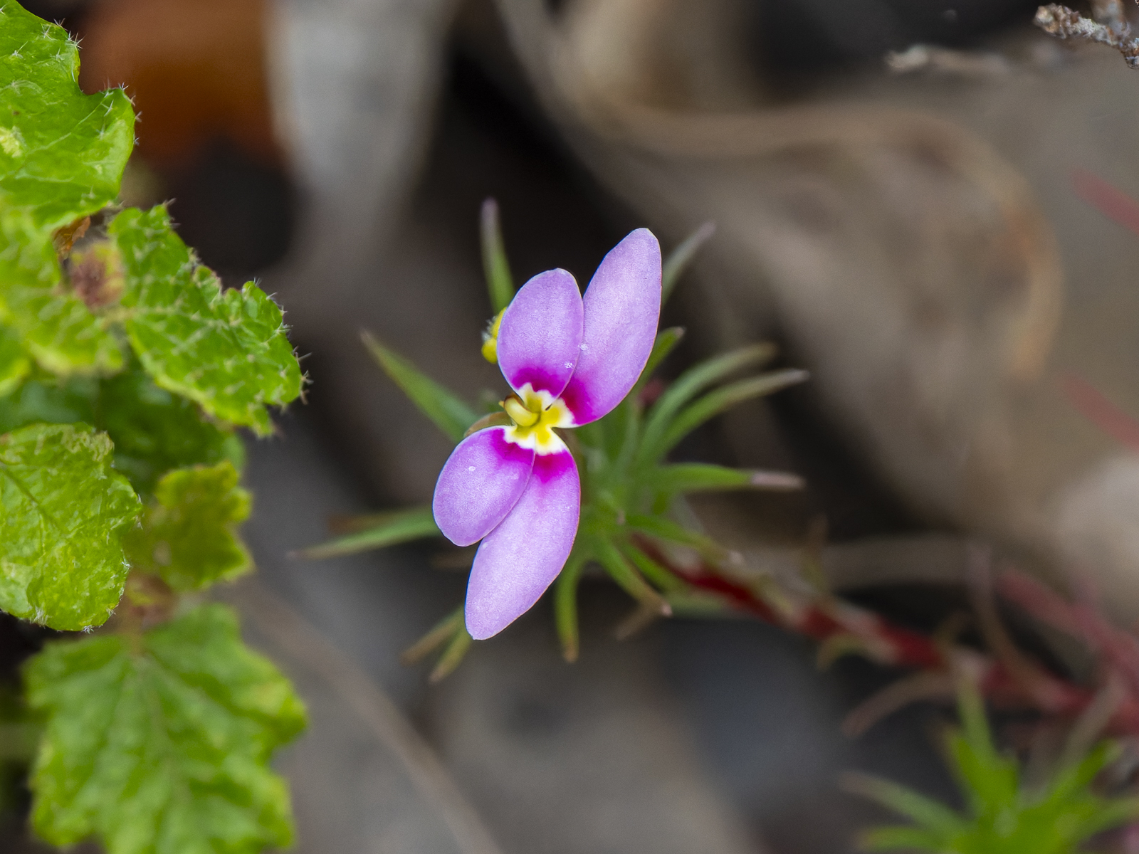 stylidium - Olympus UK E-System User Group