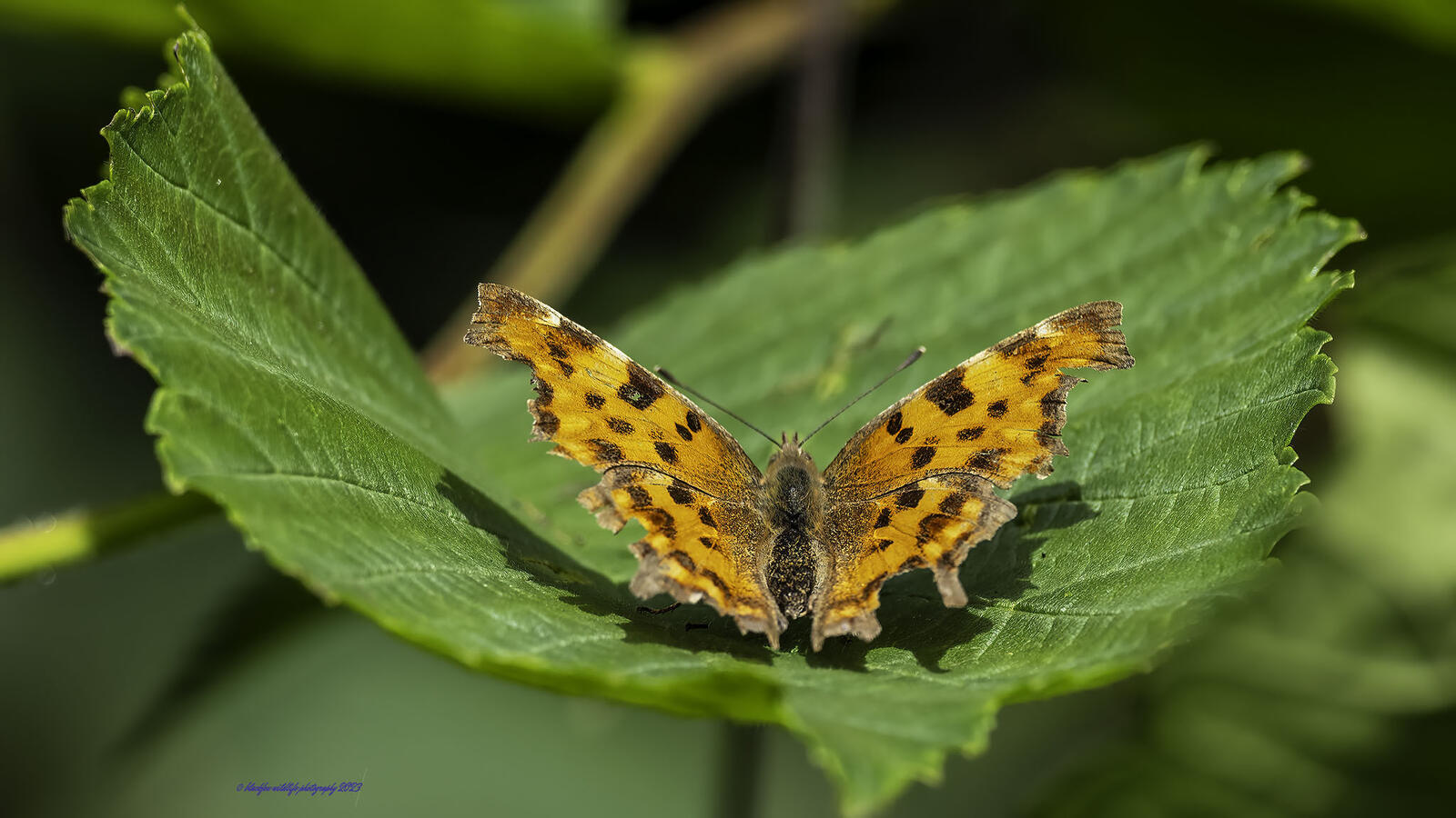Fridays butterflies - Olympus UK E-System User Group