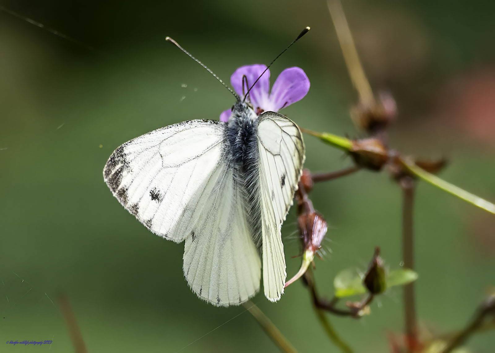 Fridays butterflies - Olympus UK E-System User Group