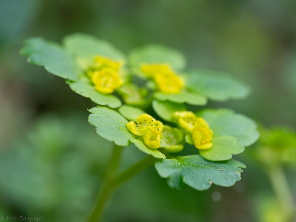 Golden Saxifrage - Olympus UK E-System User Group
