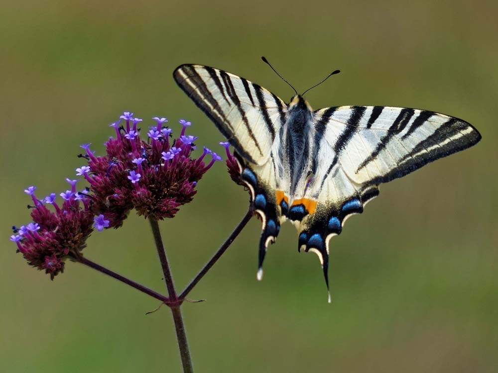Swallowtail butterflies - Olympus UK E-System User Group