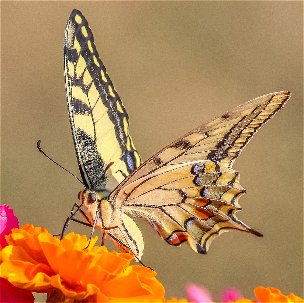 Swallowtail butterflies - Olympus UK E-System User Group