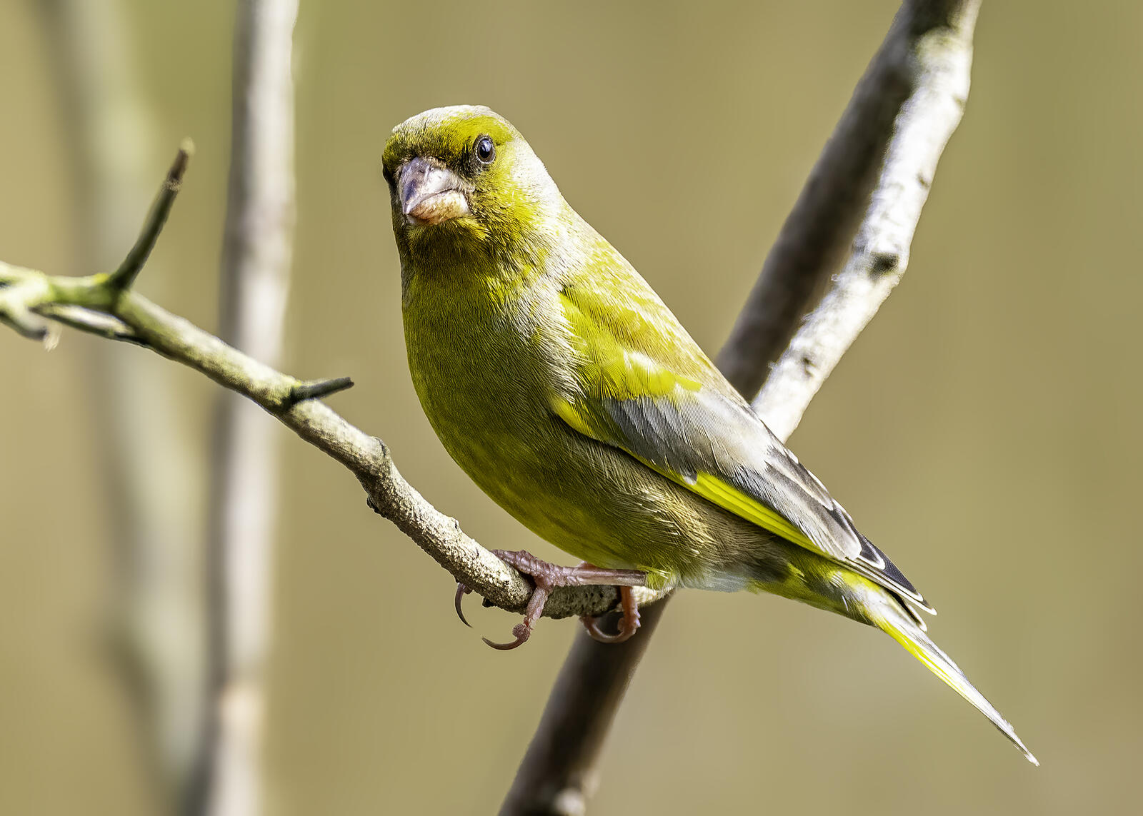 greenfinch - Olympus UK E-System User Group