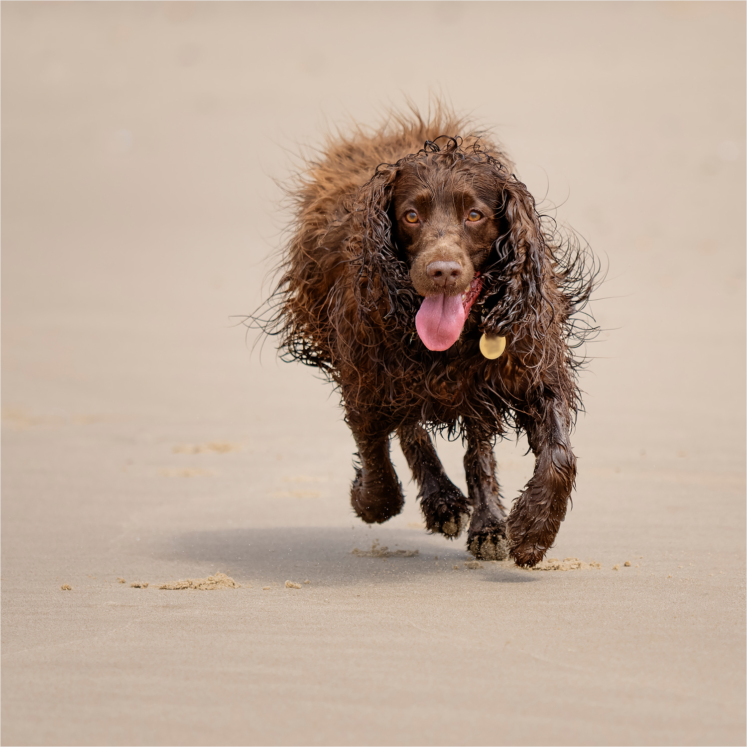 DIF (Dogs in Flight) - Olympus UK E-System User Group