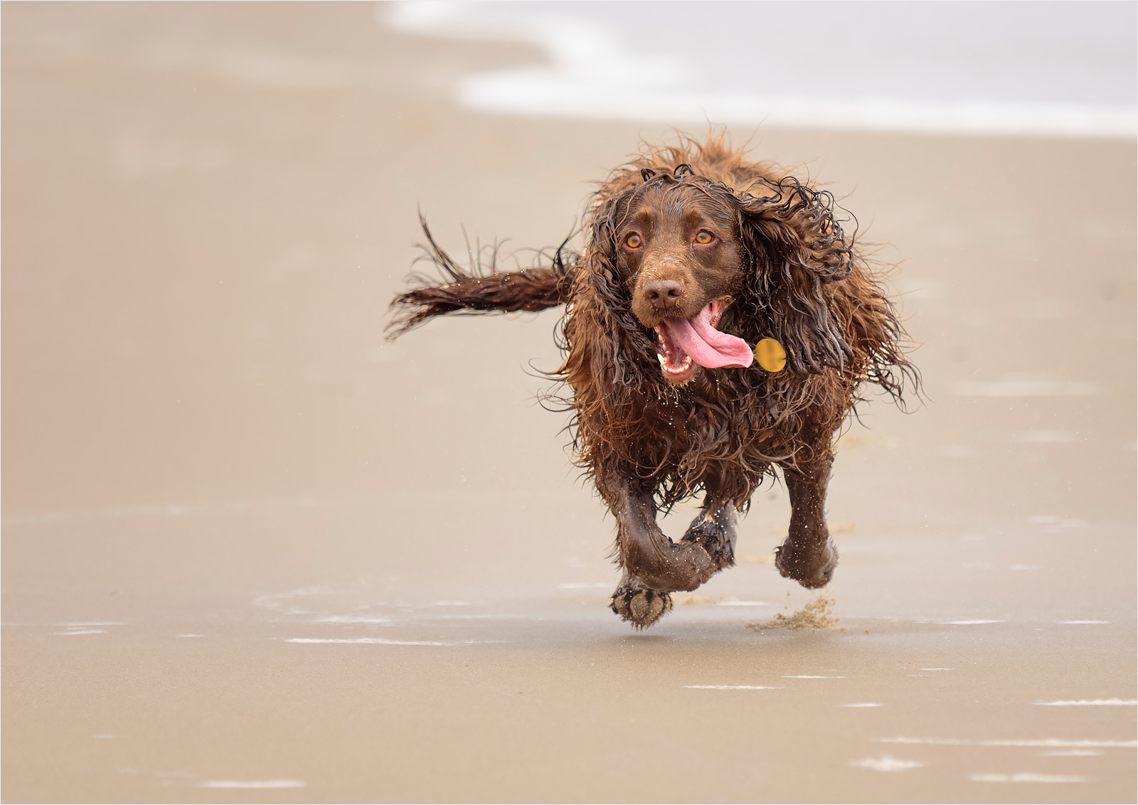 DIF (Dogs in Flight) - Olympus UK E-System User Group