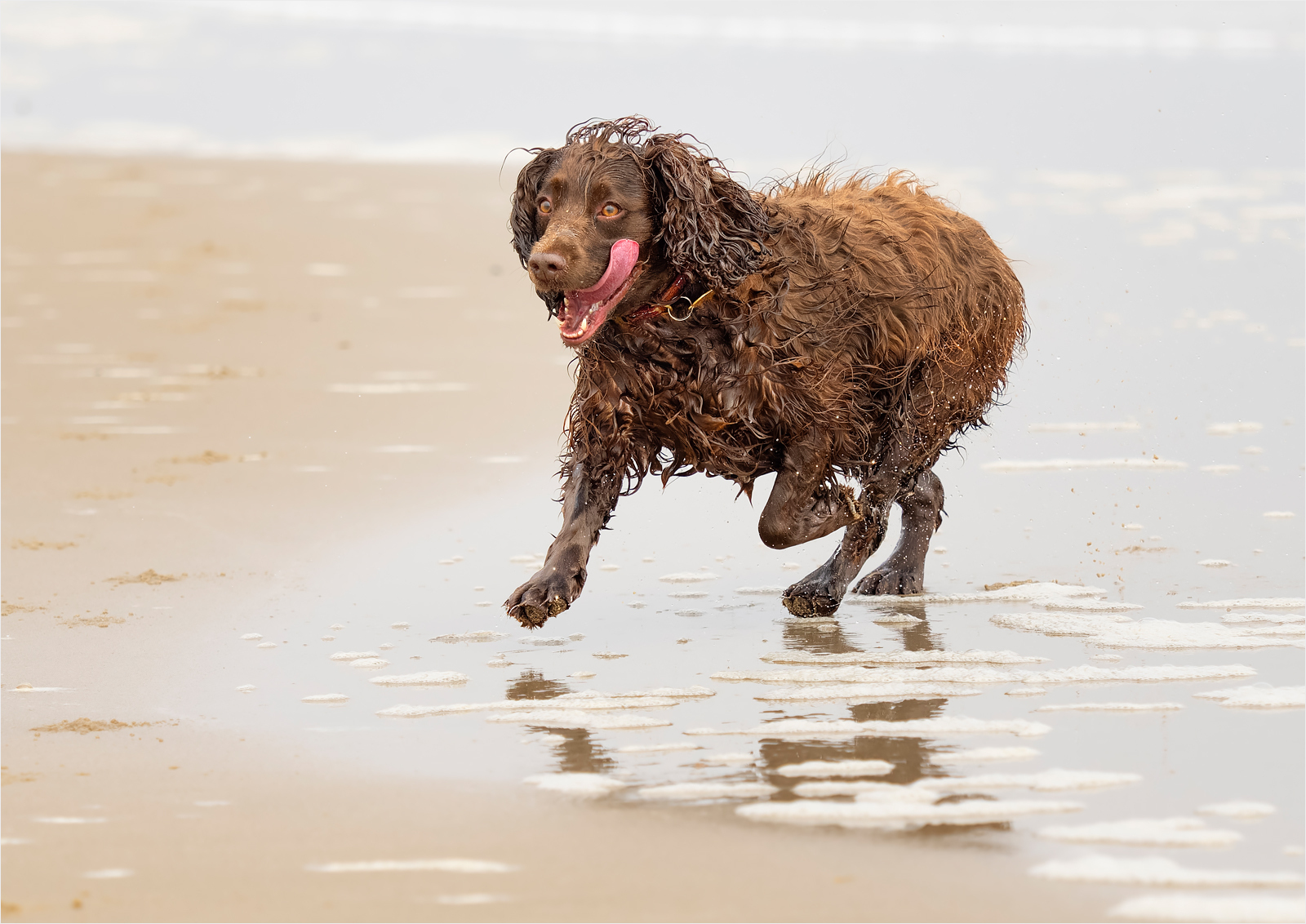 DIF (Dogs in Flight) - Olympus UK E-System User Group