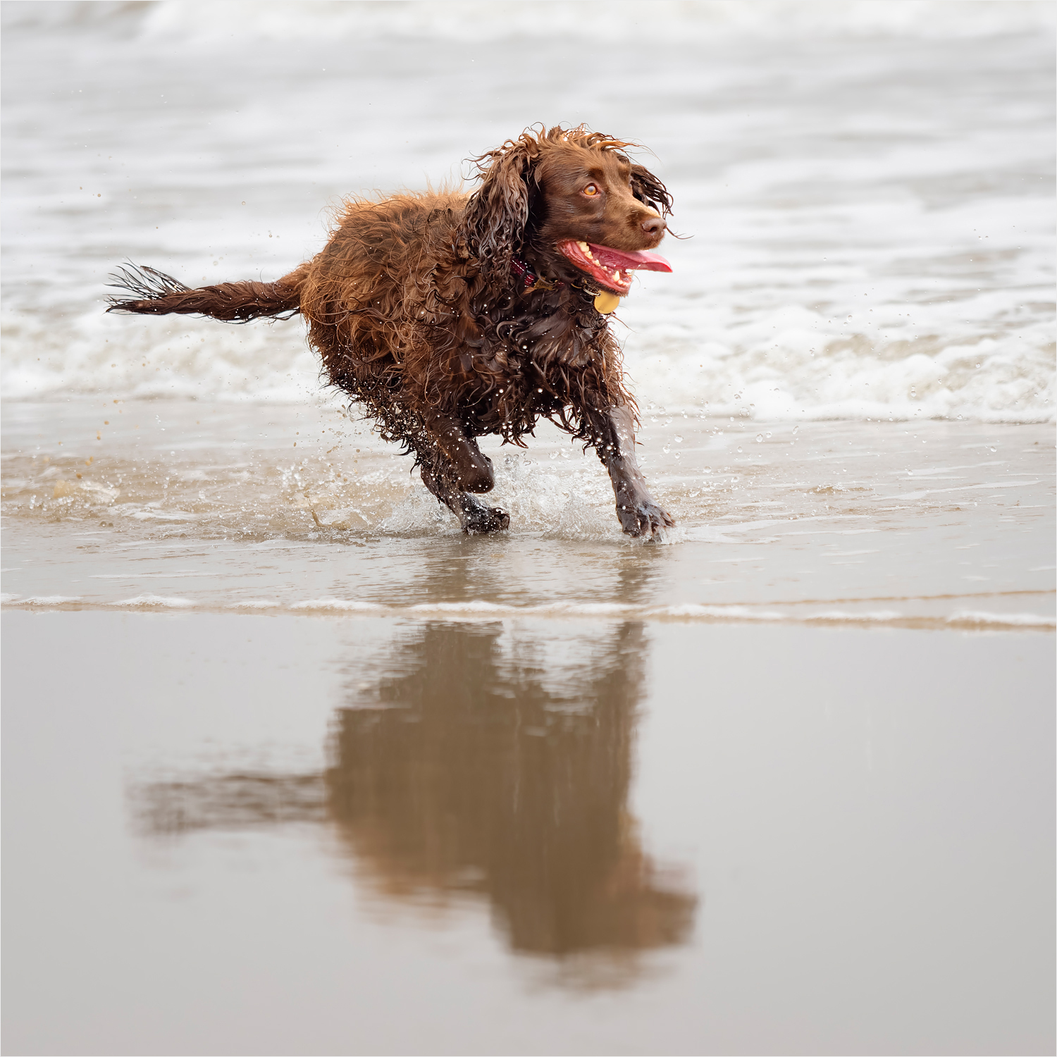 DIF (Dogs in Flight) - Olympus UK E-System User Group