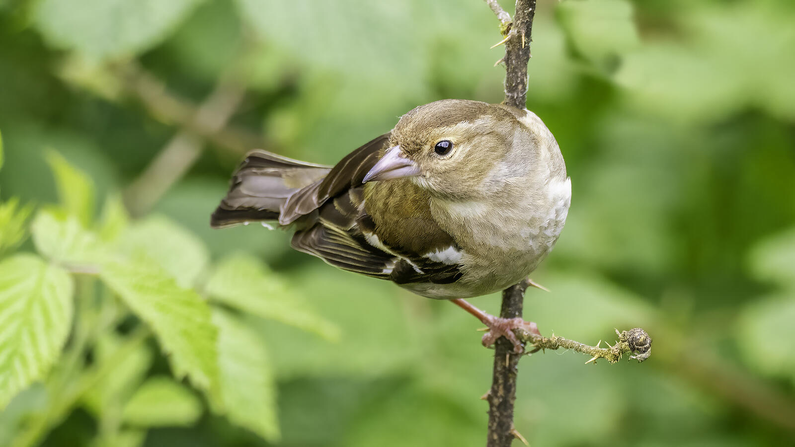 small birds selection - Olympus UK E-System User Group