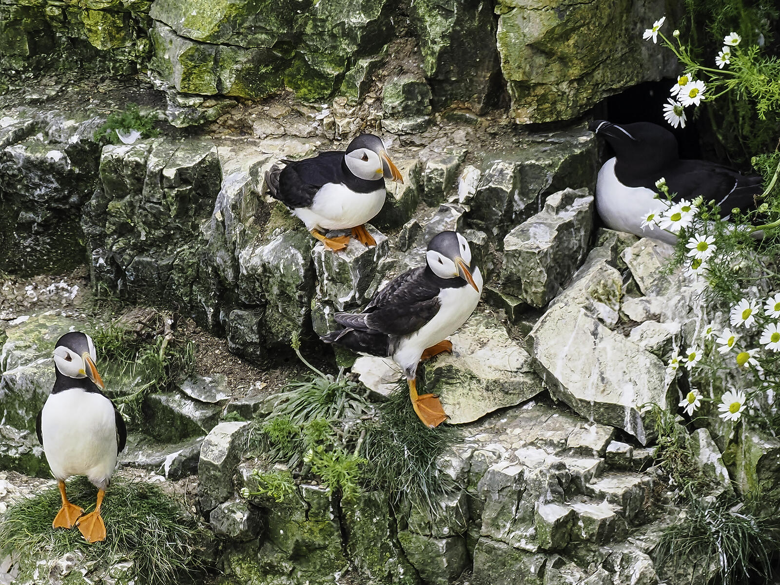 puffins at rest - Olympus UK E-System User Group